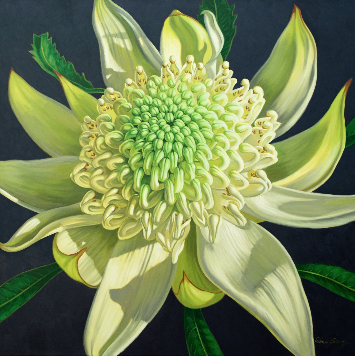 White Waratah on Indigo – The Online Art Gallery